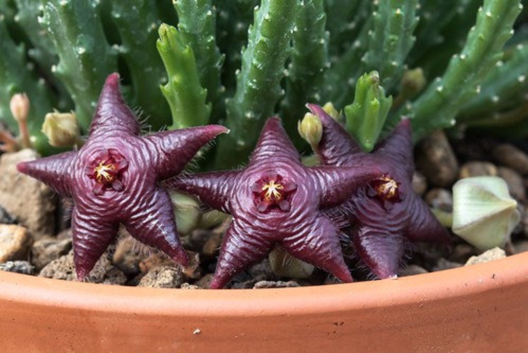 Stapelia Scitula Paniculata Huernia Stapelia Orbea Desert - Etsy