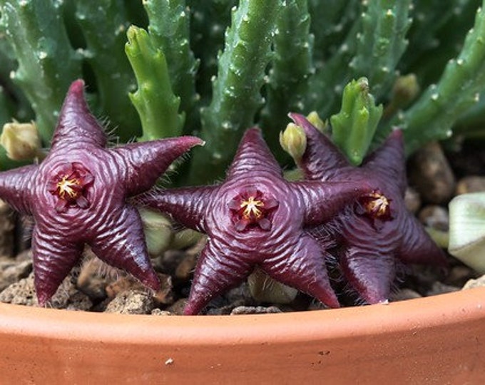 Stapelia Scitula Paniculata, Huernia Stapelia Orbea, Desert Orchid - Etsy