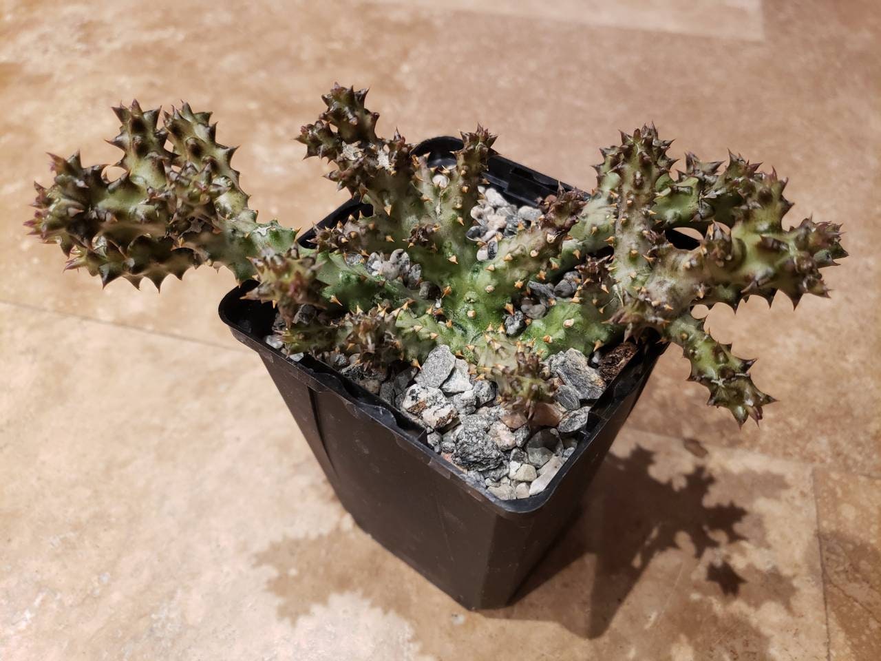 Edithcolea Grandis Persian Carpet Flower - Etsy