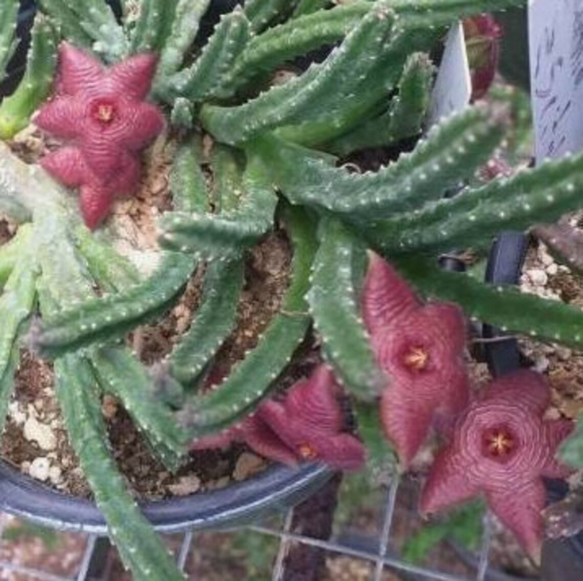 Stapelia Scitula Paniculata Huernia Stapelia Orbea Desert - Etsy