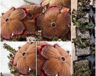 Edithcolea Grandis persian Carpet Flower - Etsy