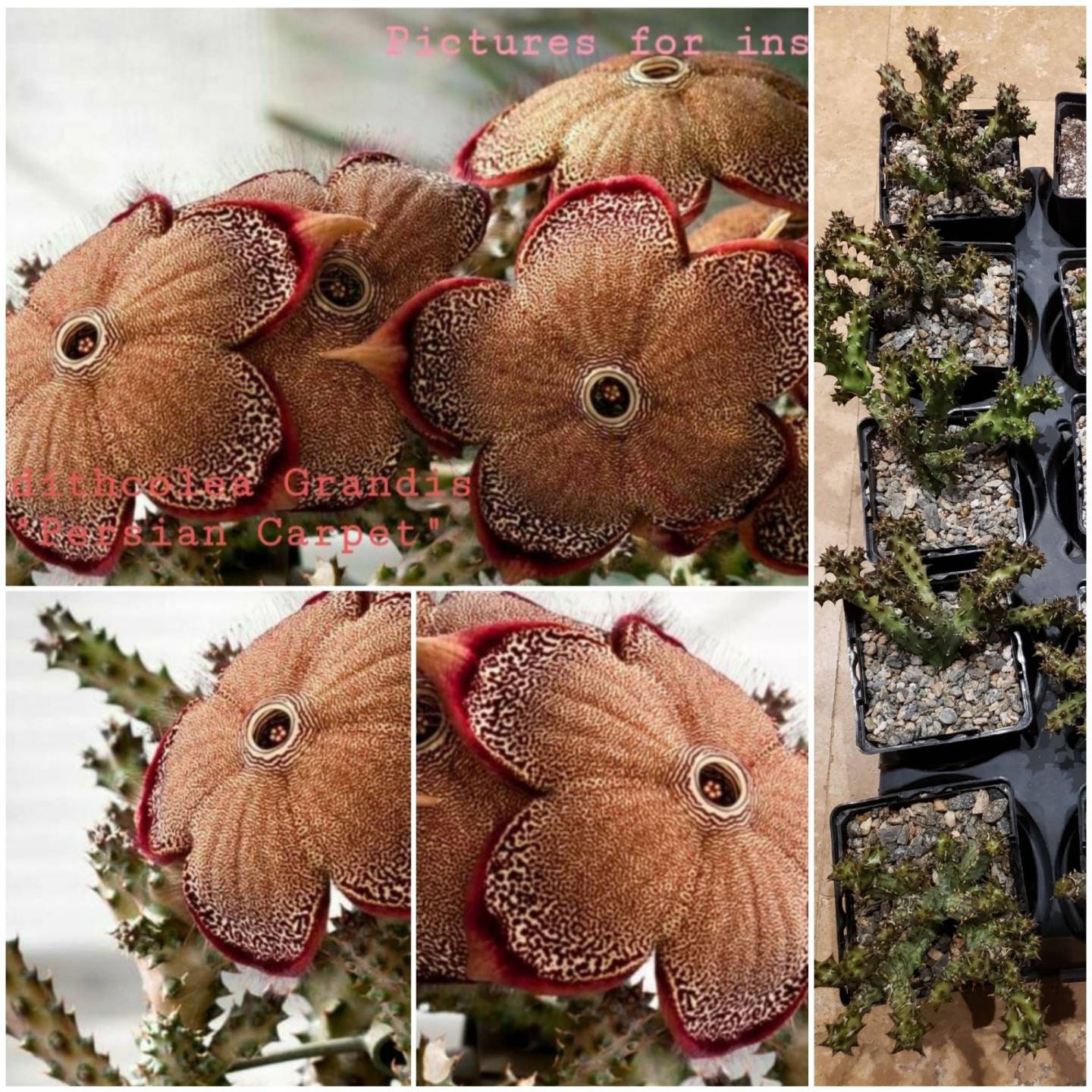 Edithcolea Grandis Persian Carpet Flower - Etsy