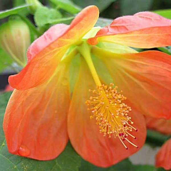 Abutilon - Etsy