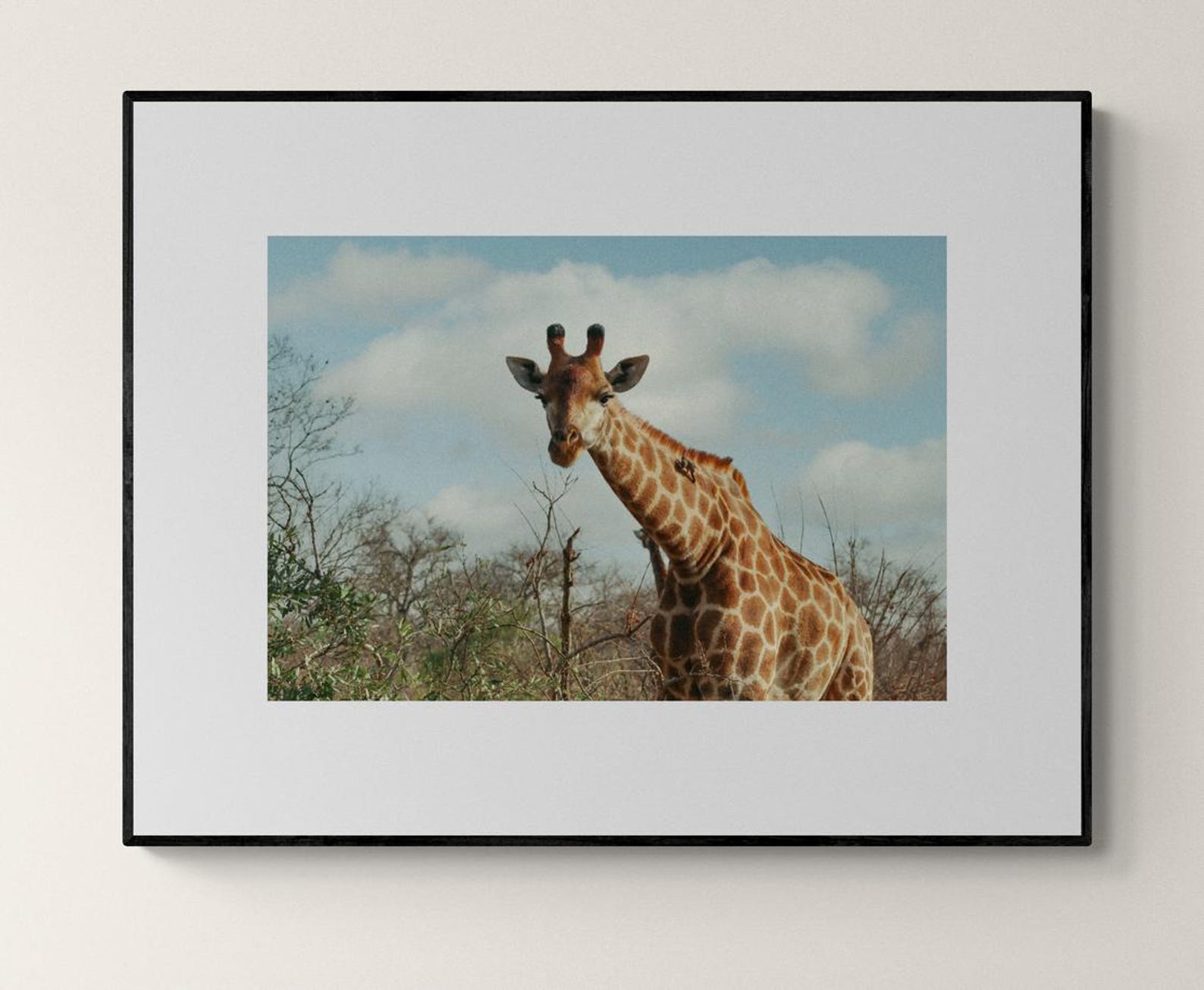 Giraffe Photography Print, African Wildlife Wall Art - Etsy