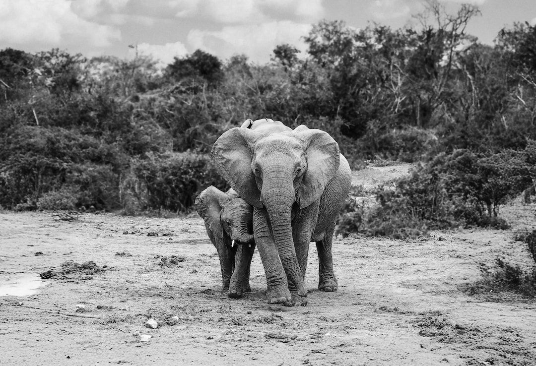 Air of Triumph Elephant Fine Art Print – Limited Edition South Africa ...