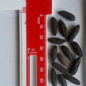 Rare SPINDLE BOTTLE PALM Tree Seeds or Live Seedling Hyophorbe ...