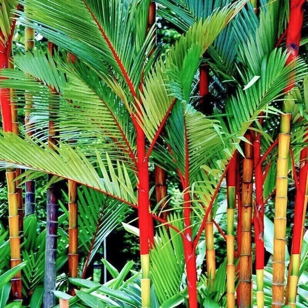 RARE SEEDS Red Lipstick Palm Tree Seeds Sealing Wax Palm Tree ...