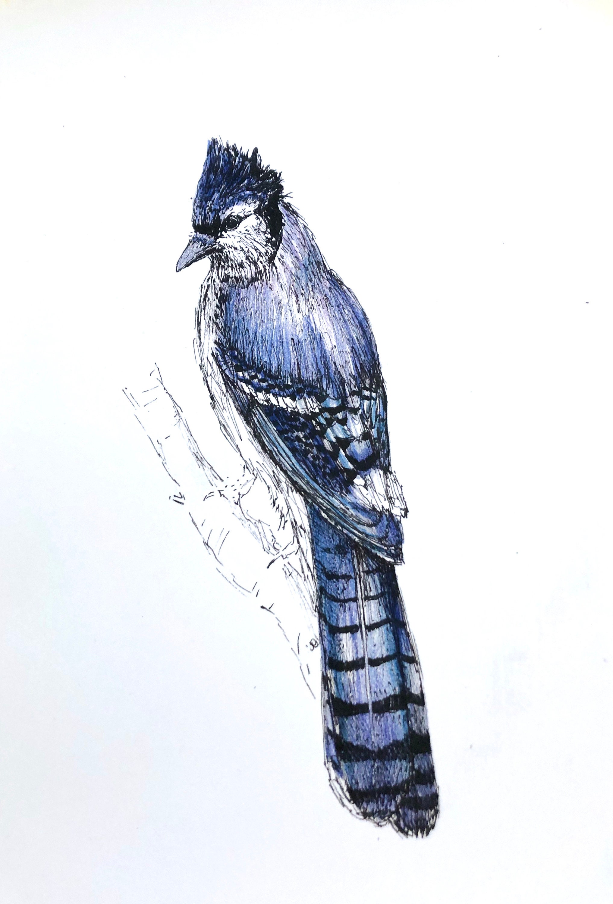 Blue Jay Ink Sketch - Etsy