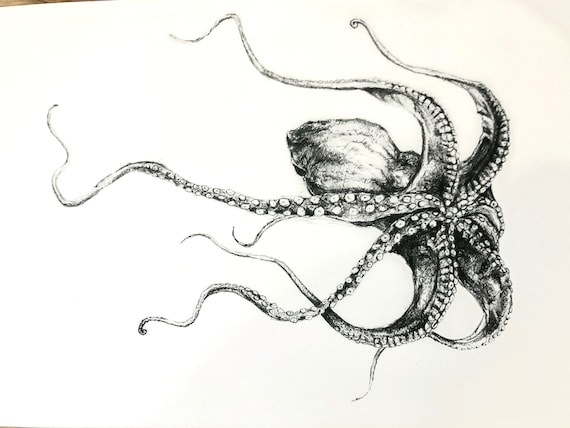 Octopus Ink Illustration