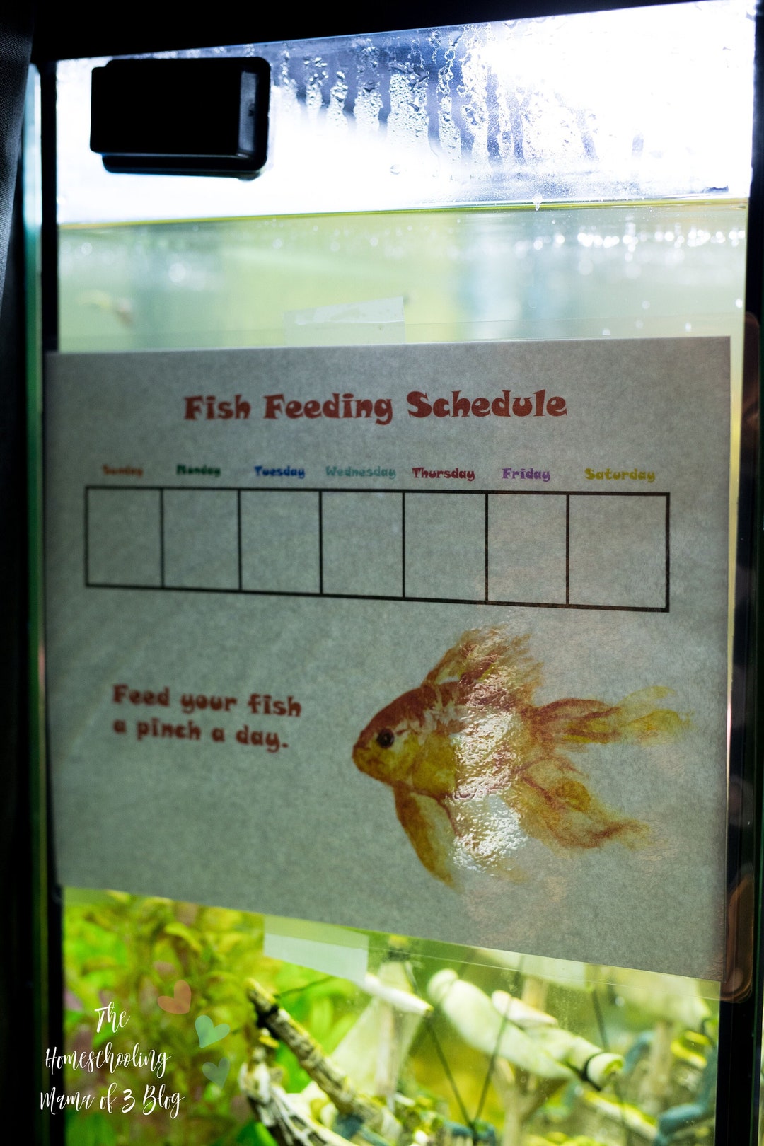 The Homeschooling Mama of 3 Fish Feeding Schedule for Kids - Etsy