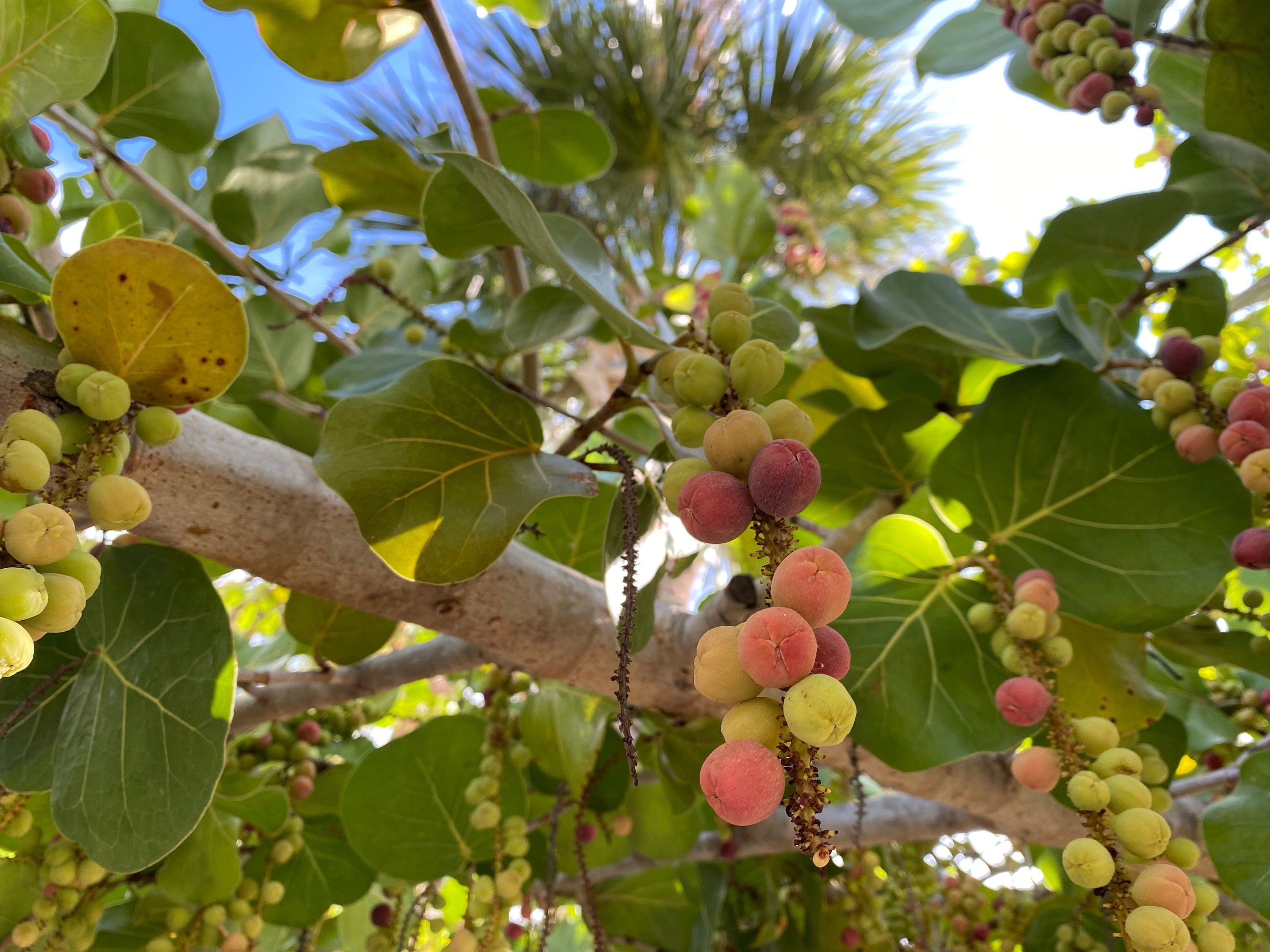 Sea Grape Jelly 3 Pack - Etsy