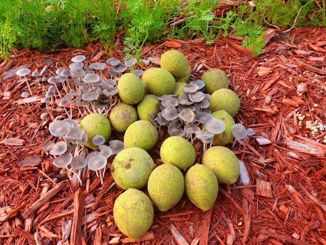 Black Walnuts, Organic, Fresh Picked, FREE Priority SHIPPING, in the ...