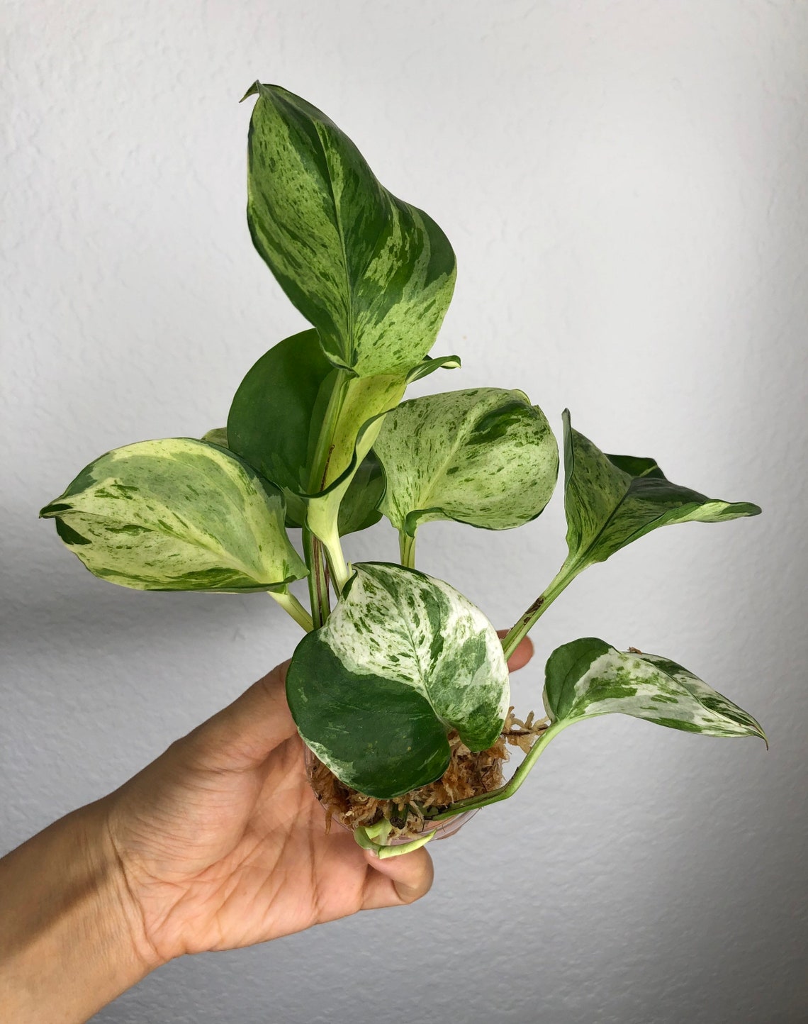 Manjula Pothos Epipremnum Aureum Manjula Rooted US | Etsy