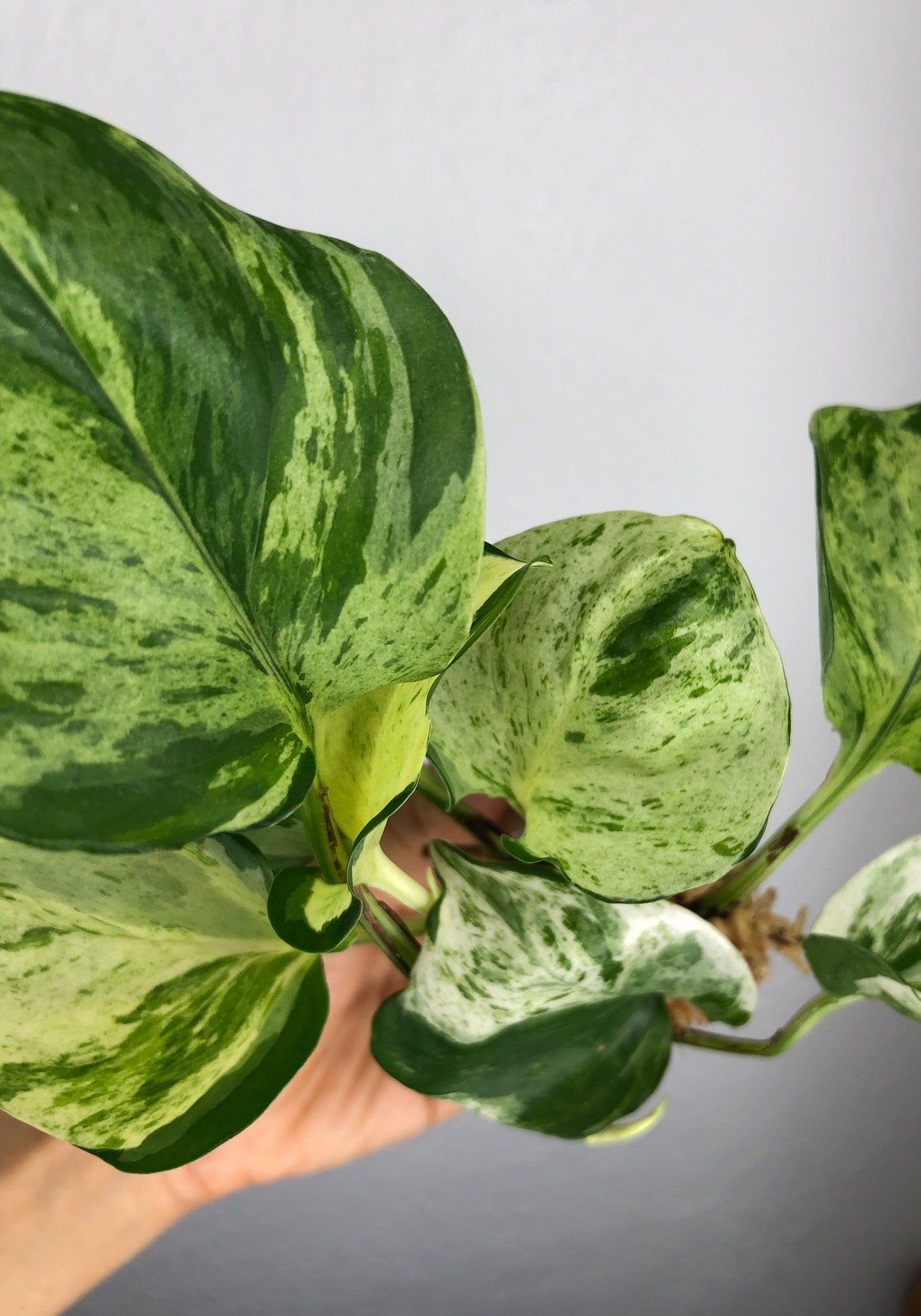 Manjula Pothos Epipremnum Aureum Manjula Rooted US | Etsy