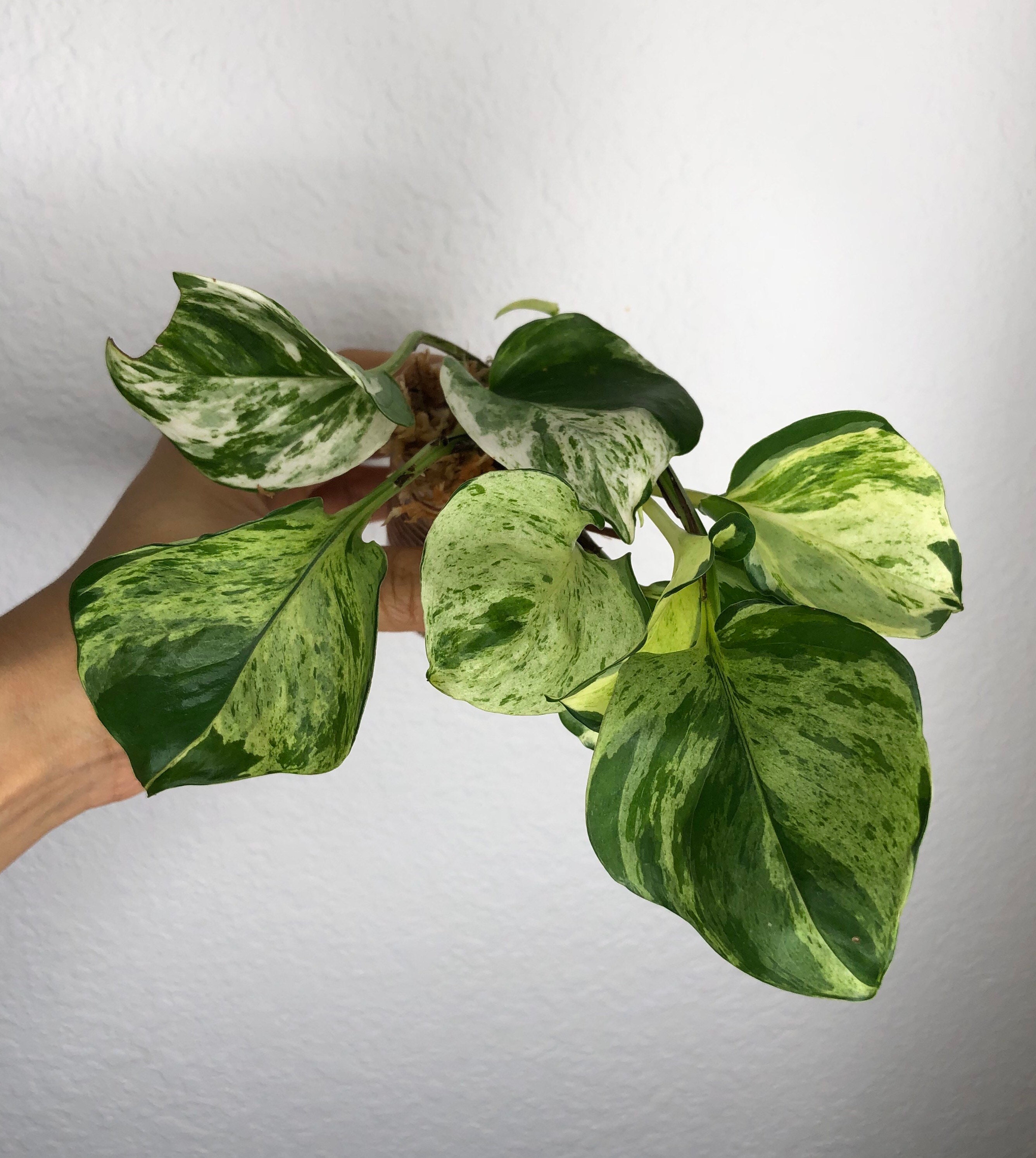 Manjula Pothos Epipremnum Aureum 'Manjula' Enraciné | Etsy