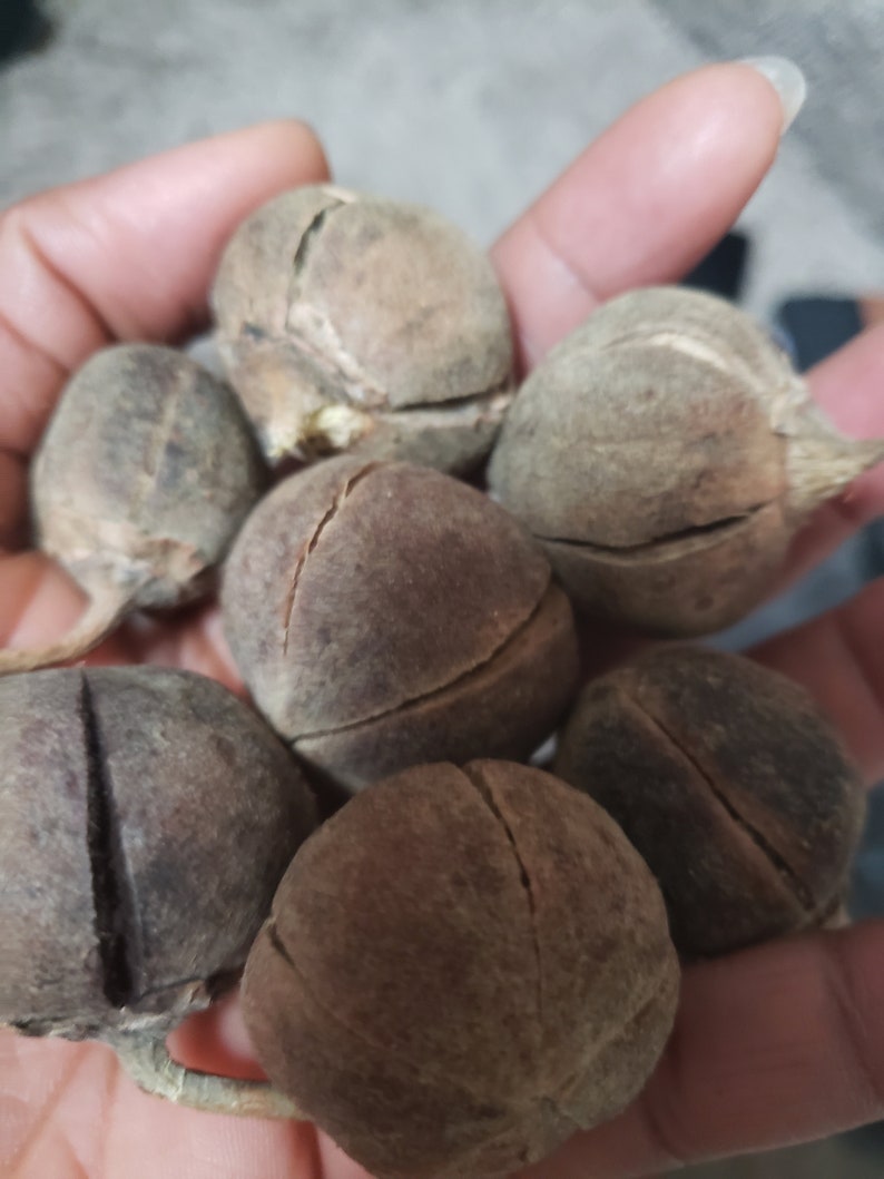 Gorontula Dried Fruit | Etsy