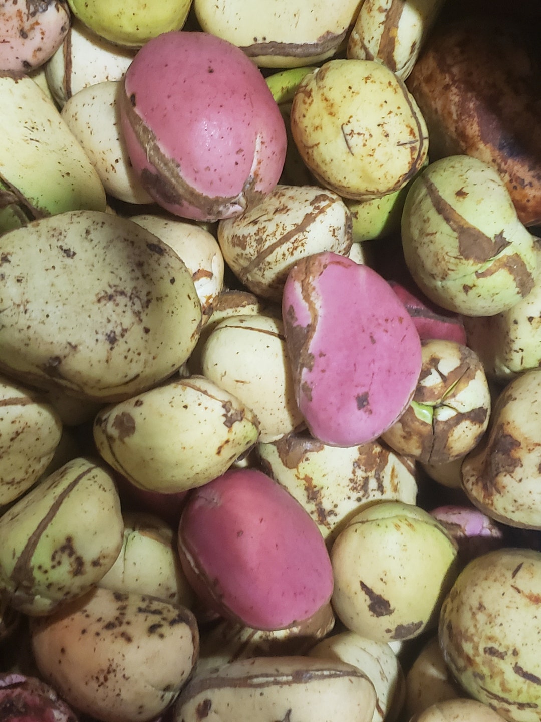 Kolanut/kola Acuminata/obi - Etsy