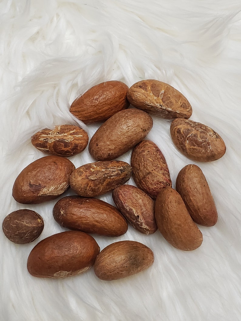 Organic Fresh Bitter Kola/ Orogbo 4oz 1/2lb 8oz / 1lb 16oz - Etsy