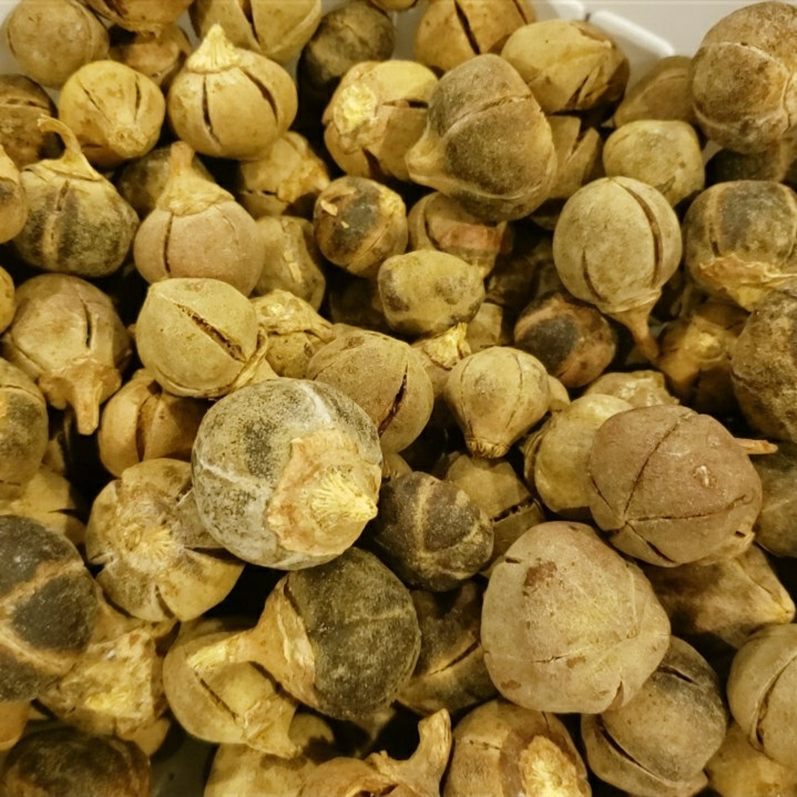 Gorontula Dried Fruit | Etsy