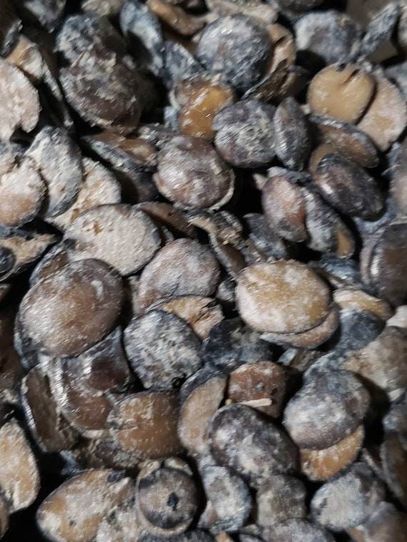 Iru locust Beas 5.5oz Fresh/frozen | Etsy
