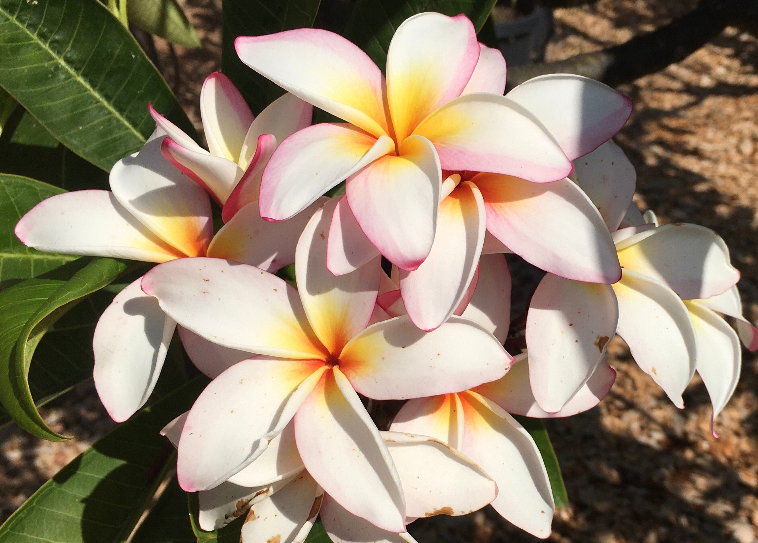 10 Daisy Wilcox Plumeria Seeds for 12.95 Includes Shipping - Etsy