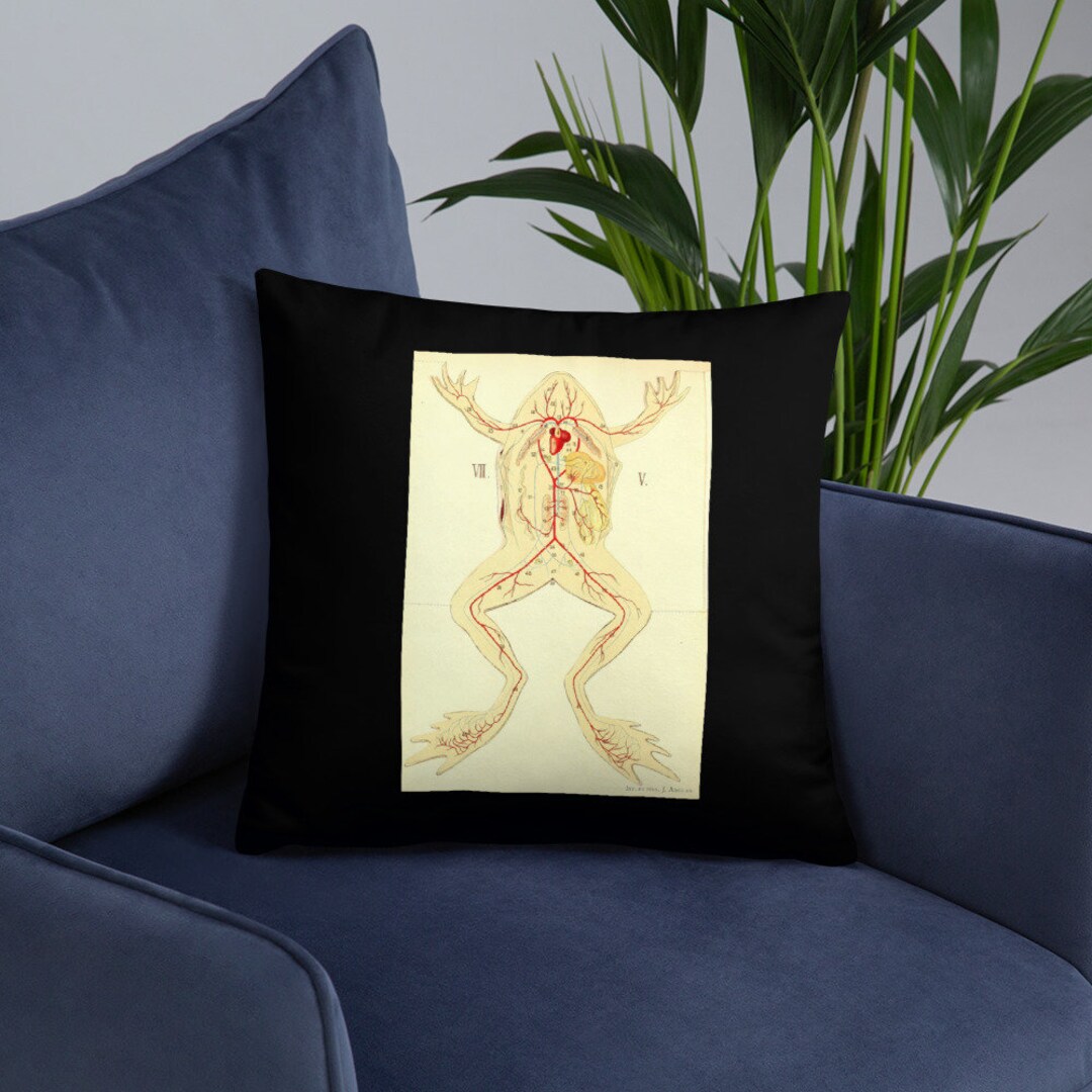 Dissected Anatomical Frog Toad Cushion Pillow - Etsy