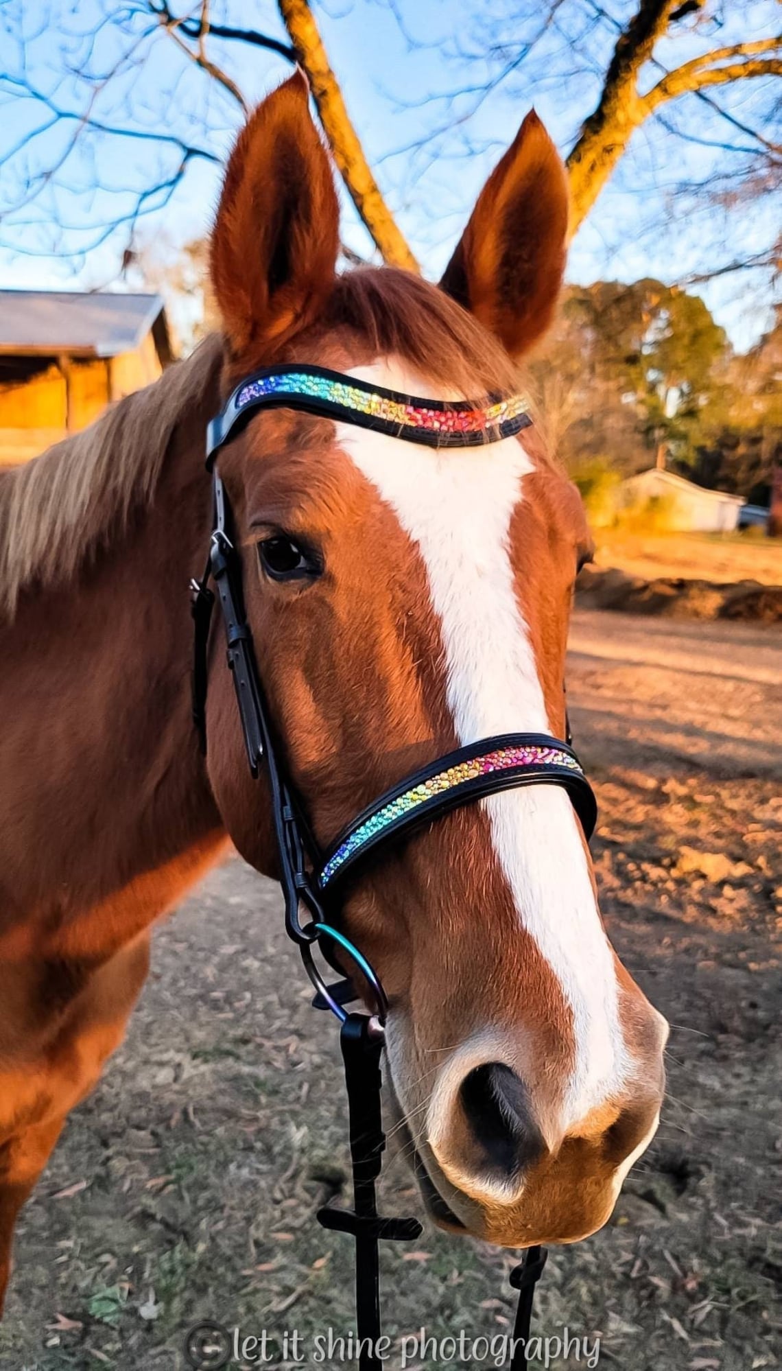 Rainbow Bridle Dressage Bridle Fancy Bridal Bling | Etsy
