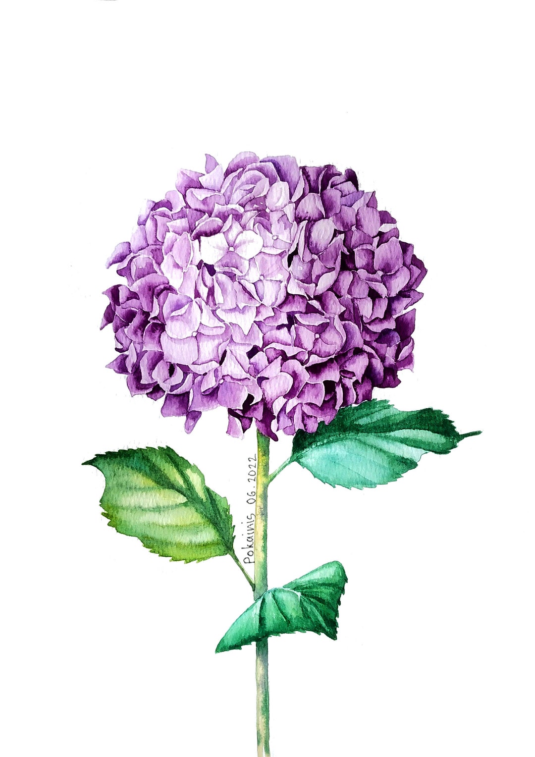 ORIGINAL Watercolor Painting Hydrangea Painting Botanical - Etsy