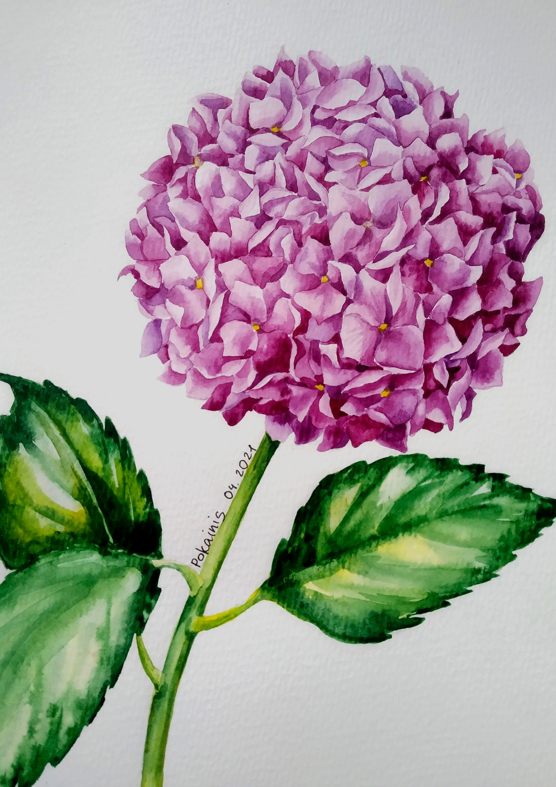 ORIGINAL watercolor painting hydrangea illustration | Etsy