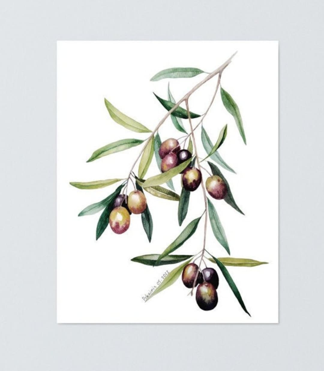 Olive Watercolor Print Olive Tree Print Photo Paper Poster - Etsy