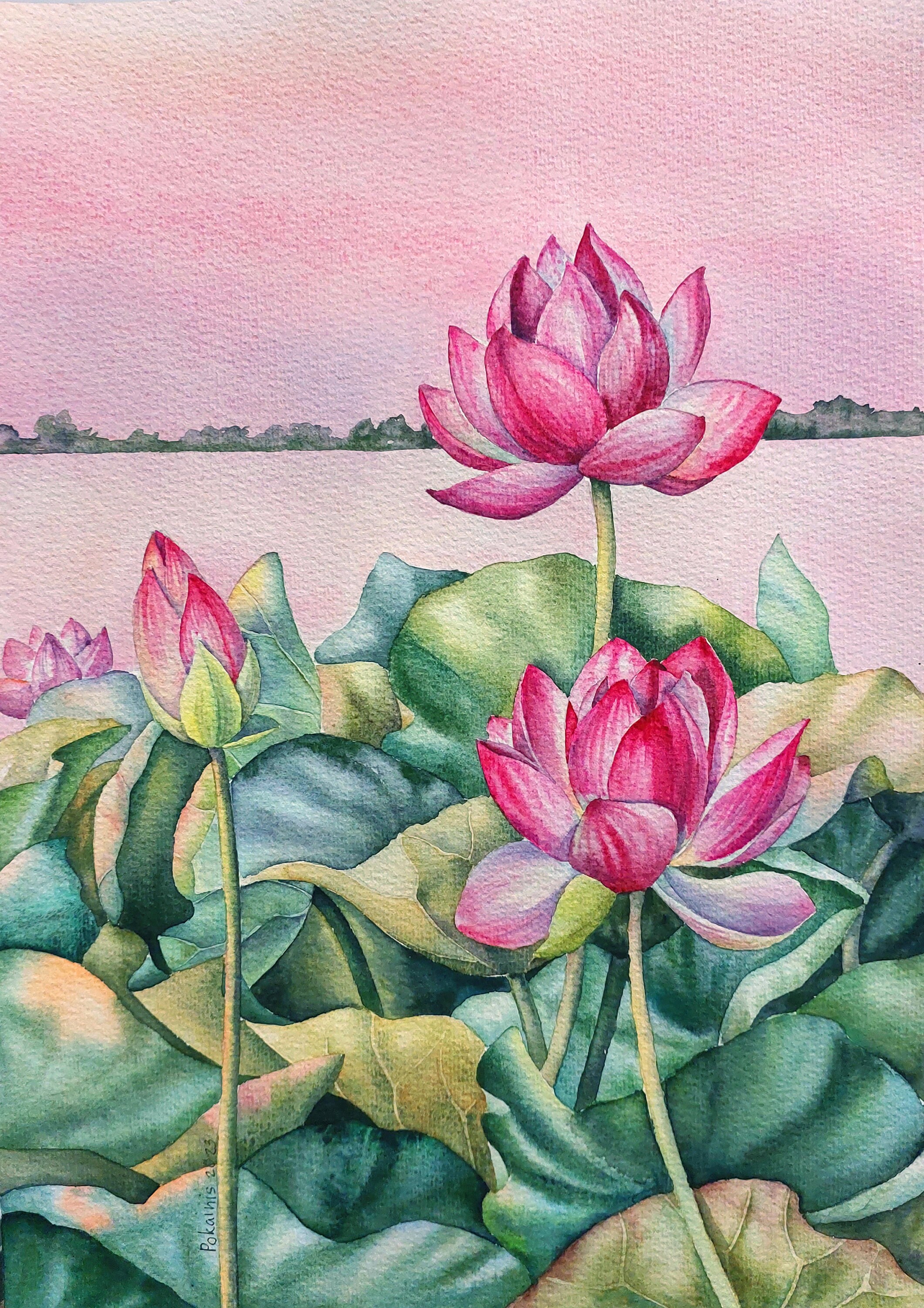 Lotus Flower Drawing Color