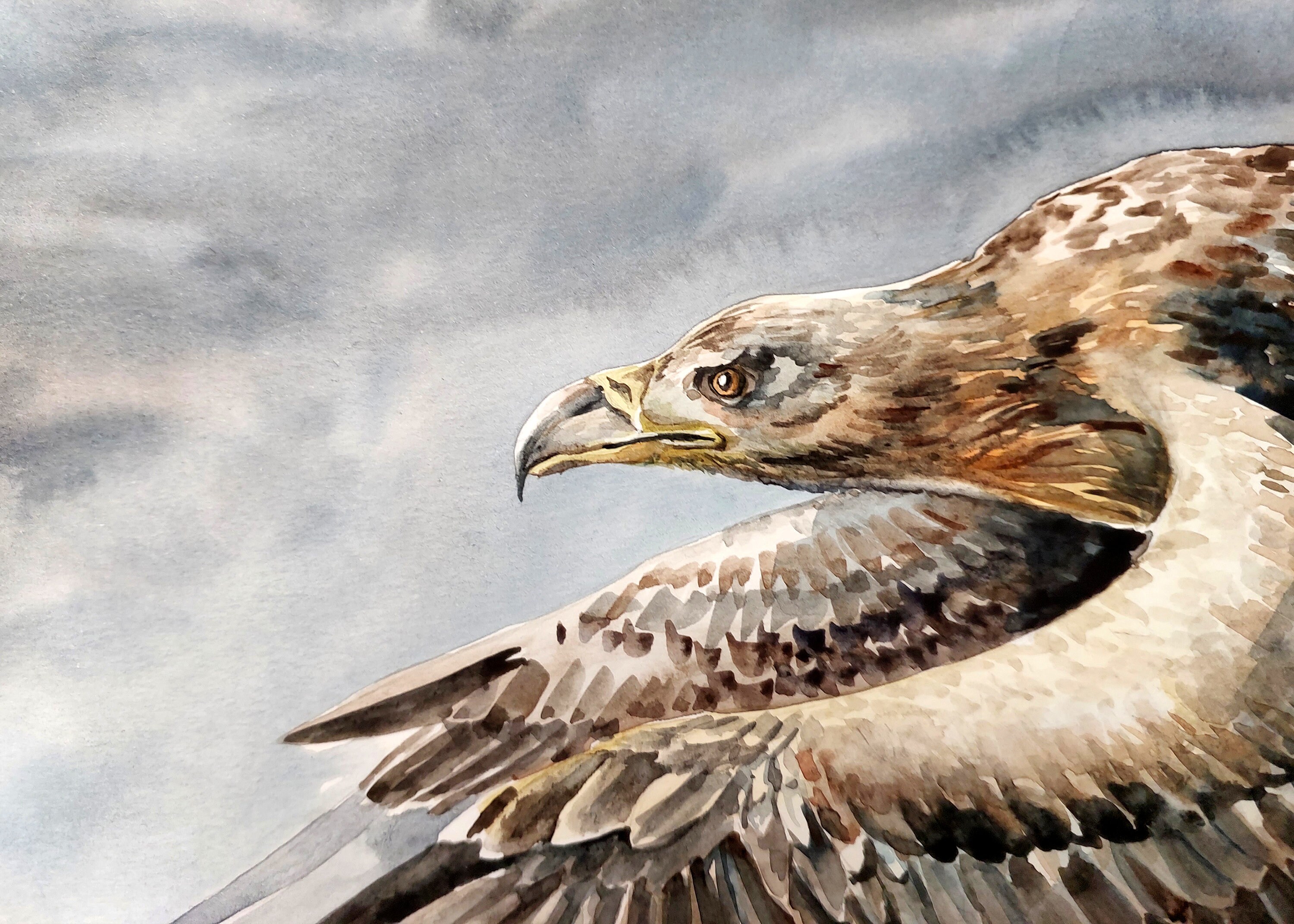 Hawk Painting Watercolor