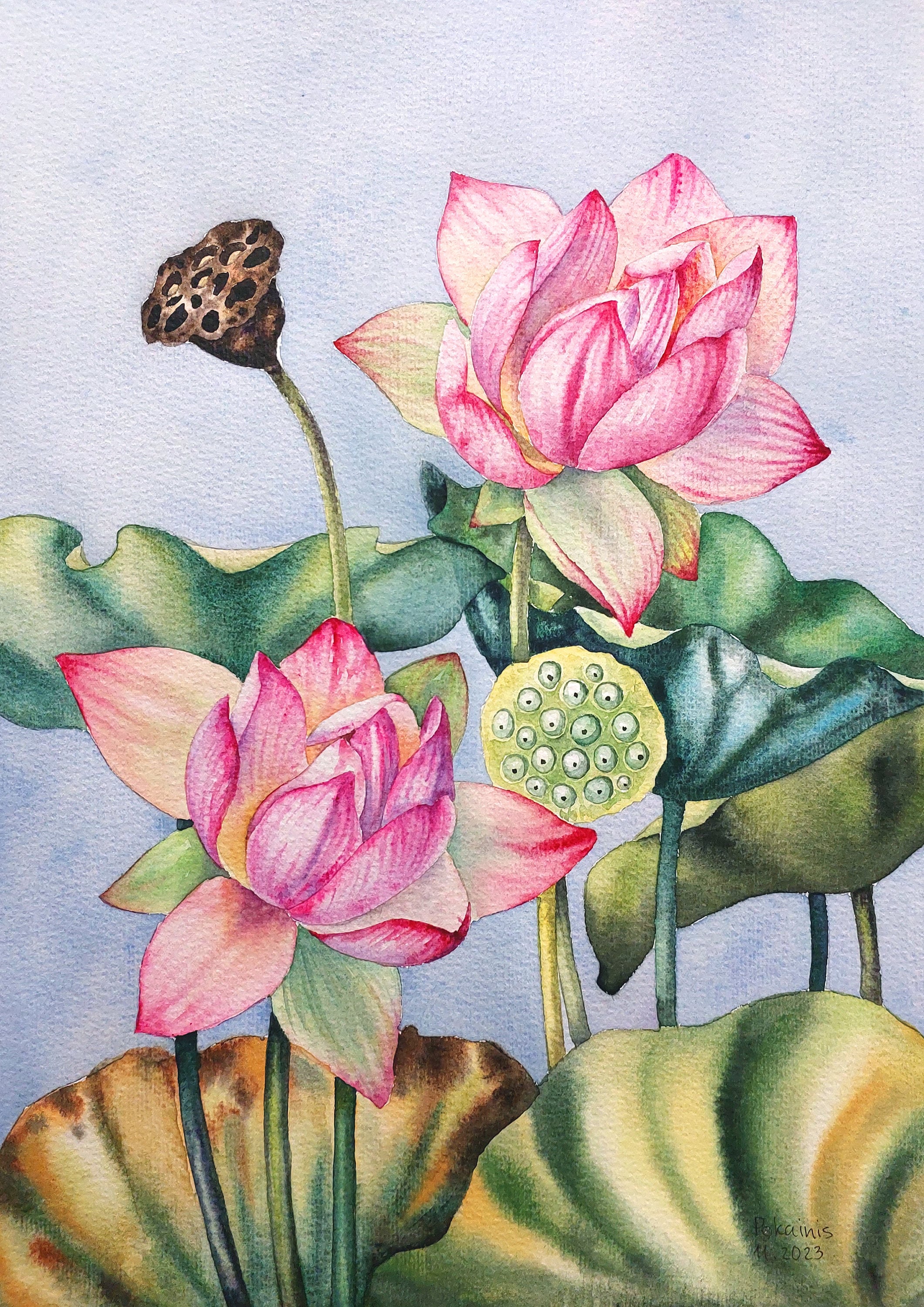 Lotus Graffiti
