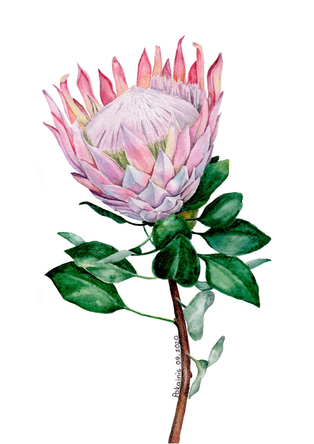 Protea Watercolor Painting, Botanical Wall Art, Protea Art, Original ...