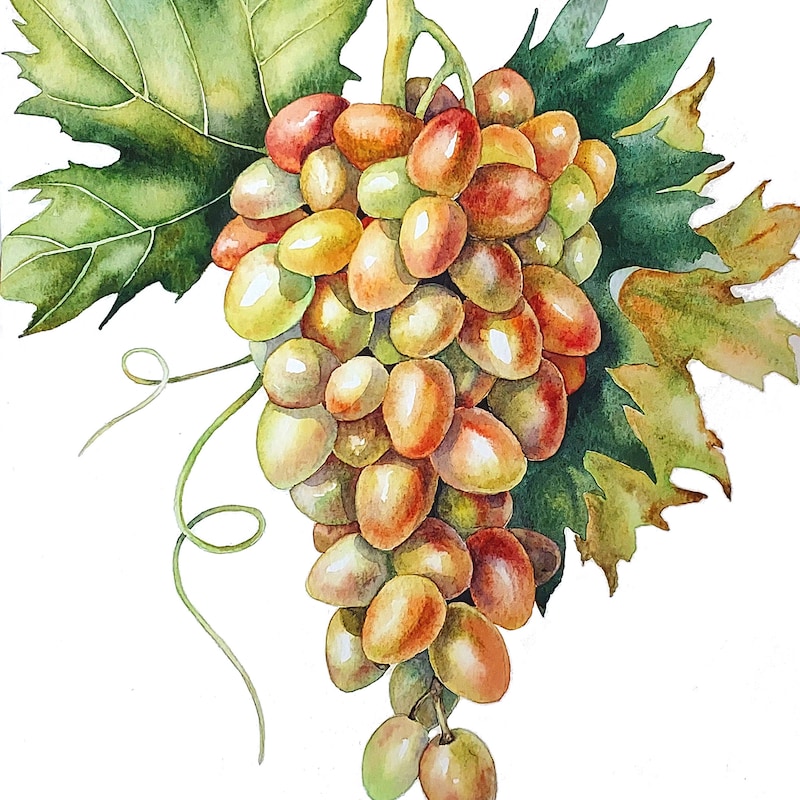 Grapes Painting - Etsy