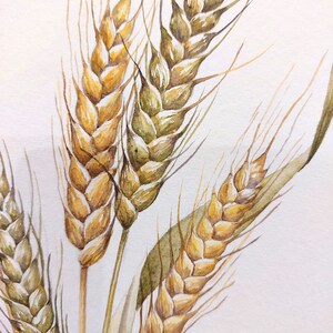 Wheat Watercolor Painting, Original Painting, Botanical Wall Art, Wheat ...