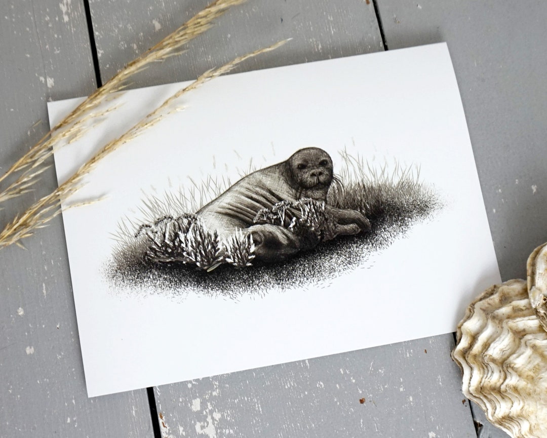 Seal Card Beach Birthday Card, Seal Birthday Card, Ocean Card, Water ...