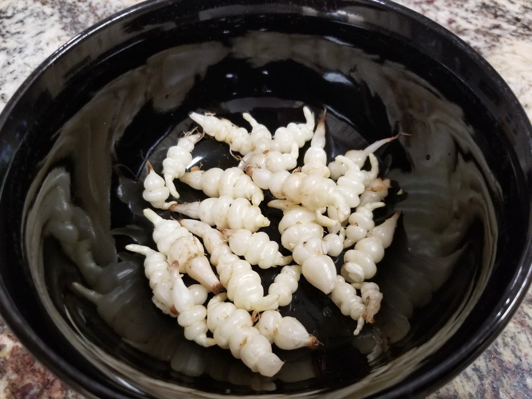 Last Chance - 15 Organic USA Grown Crosnes (stachys Affinis) Aka ...