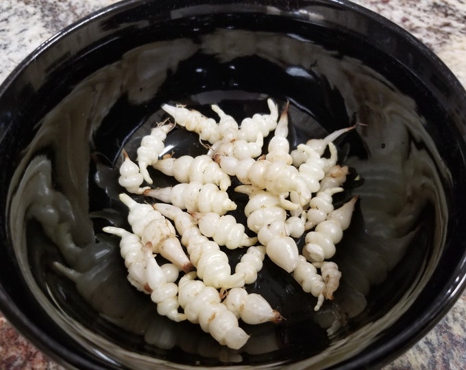 15 Organic USA Grown Crosnes (stachys Affinis) Aka Chinese Artichokes ...