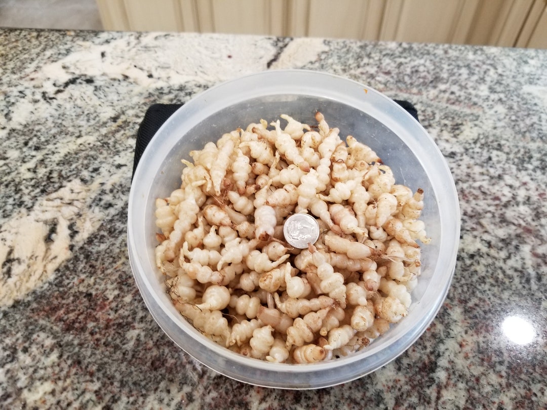 3 Oz Organic Crosnes stachys Affinis Chinese Artichokes or - Etsy