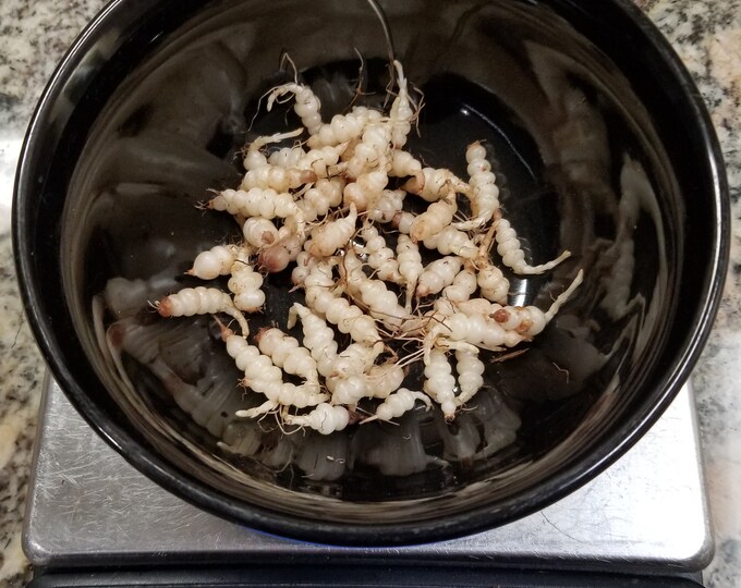 1 Oz Small Crosnes Tubers (stachys Affinis) - Aka Chinese Artichokes ...