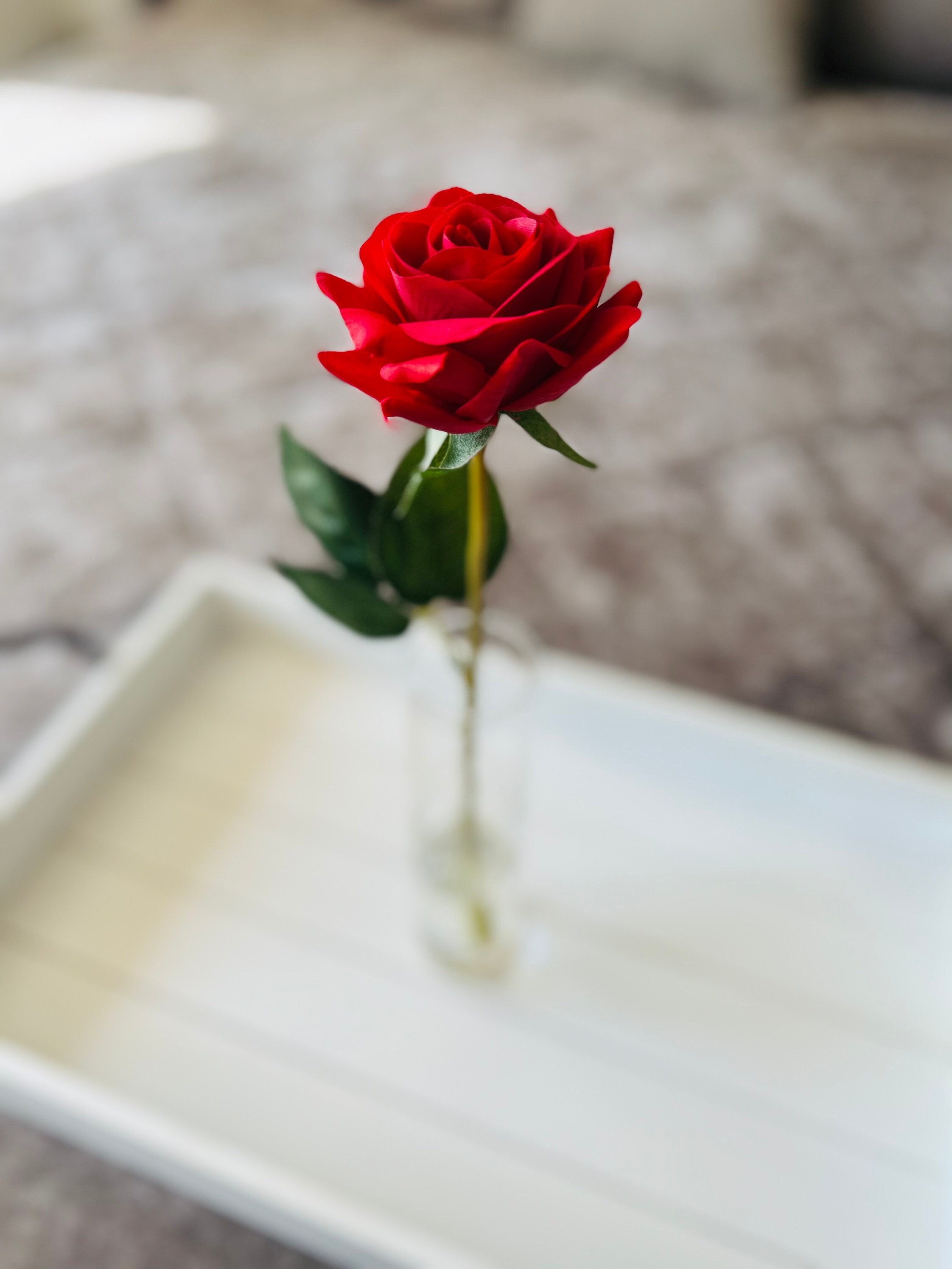 Single Rose In Vase