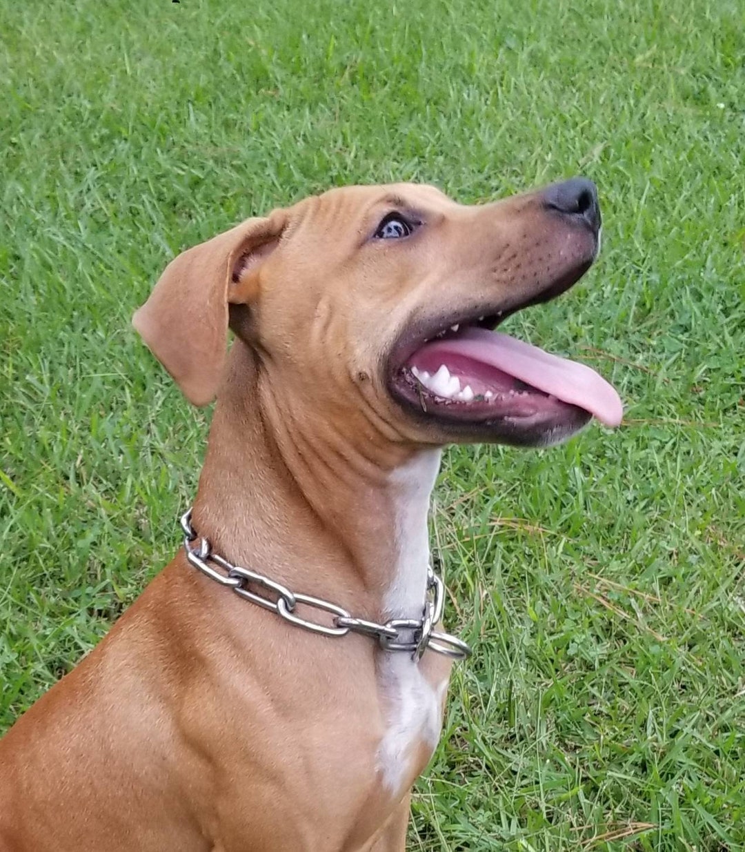 Stainless Steel Chain / Collar - Etsy