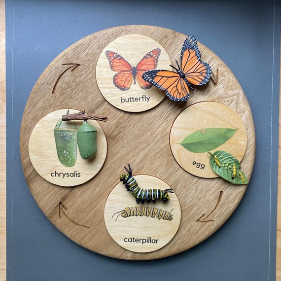 Life Cycle Tray 4 and 5 Stage Double-sided or Single Trays - Etsy Canada