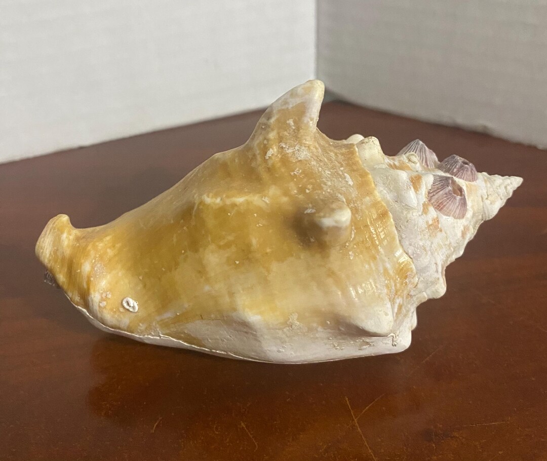 Real Florida Conch Sea Shell Beach Decorative Ocean Beautiful Cream and ...