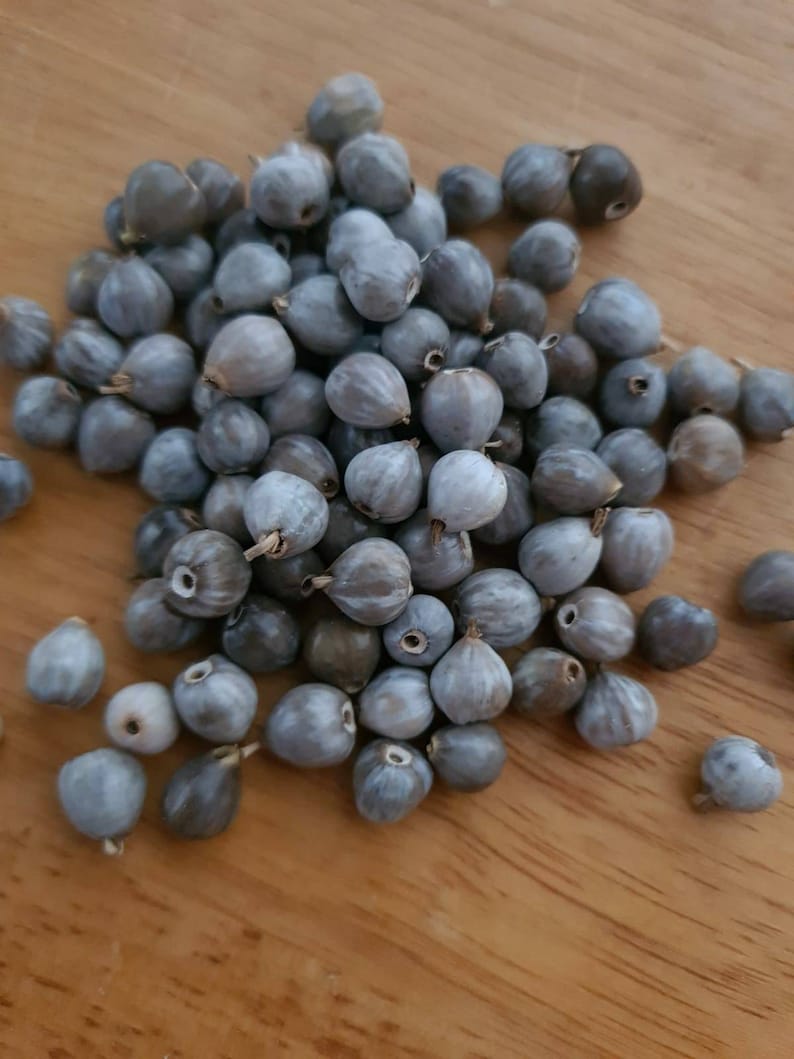 Jobs Tears Coix Lacryma Jobi Seeds Tears of Job Beads Adlay Natural ...