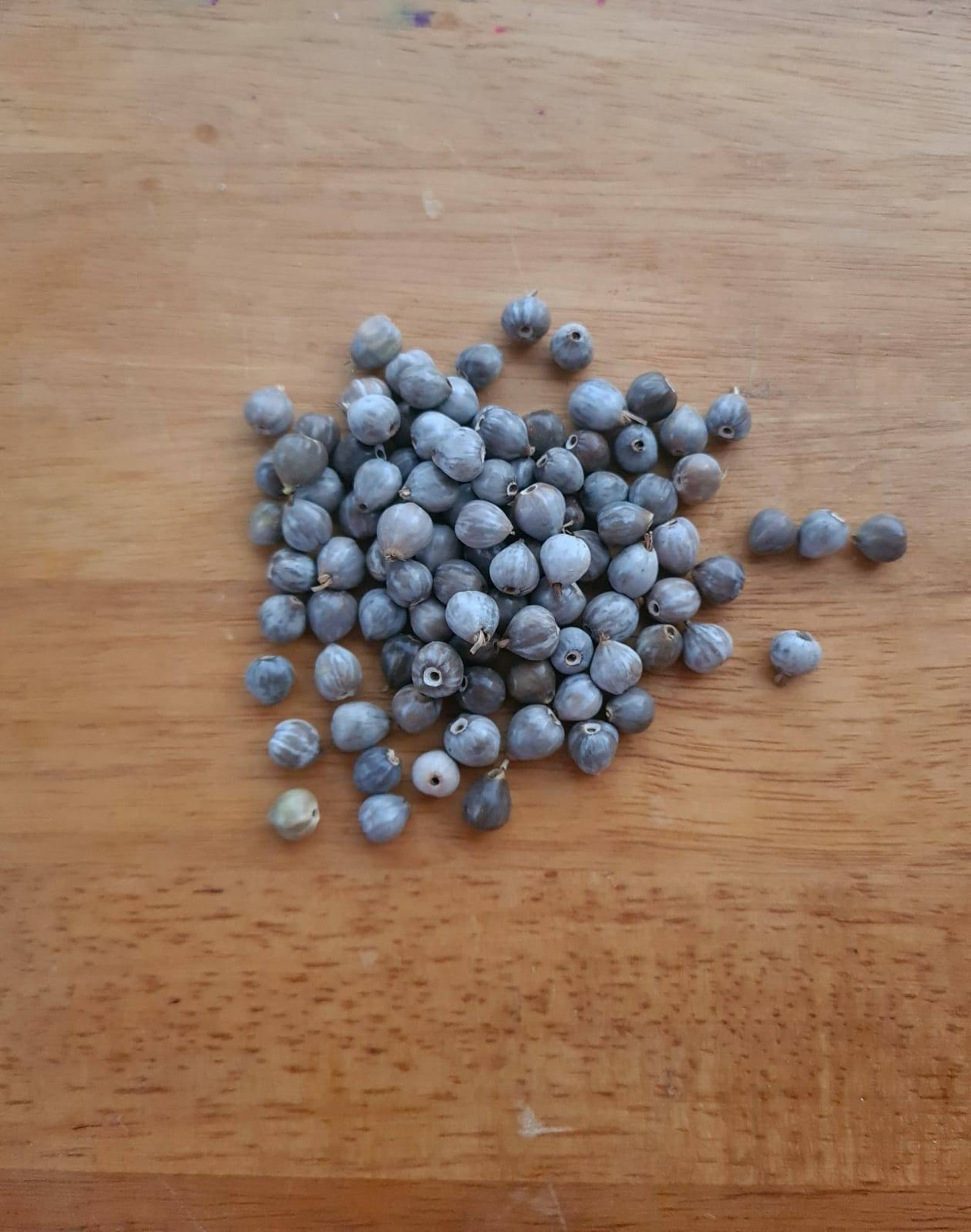 Jobs Tears Coix Lacryma Jobi Seeds Tears of Job Beads Adlay Natural ...
