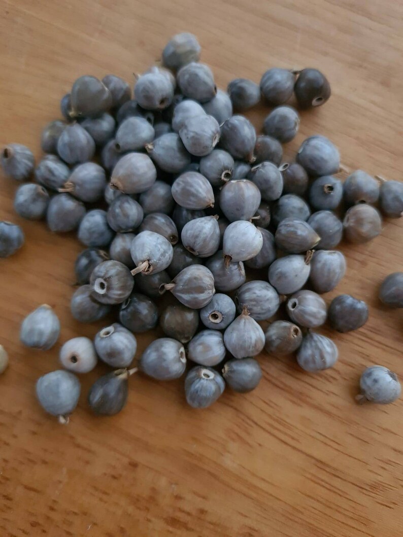 Jobs Tears Coix Lacryma Jobi Seeds Tears of Job Beads Adlay - Etsy