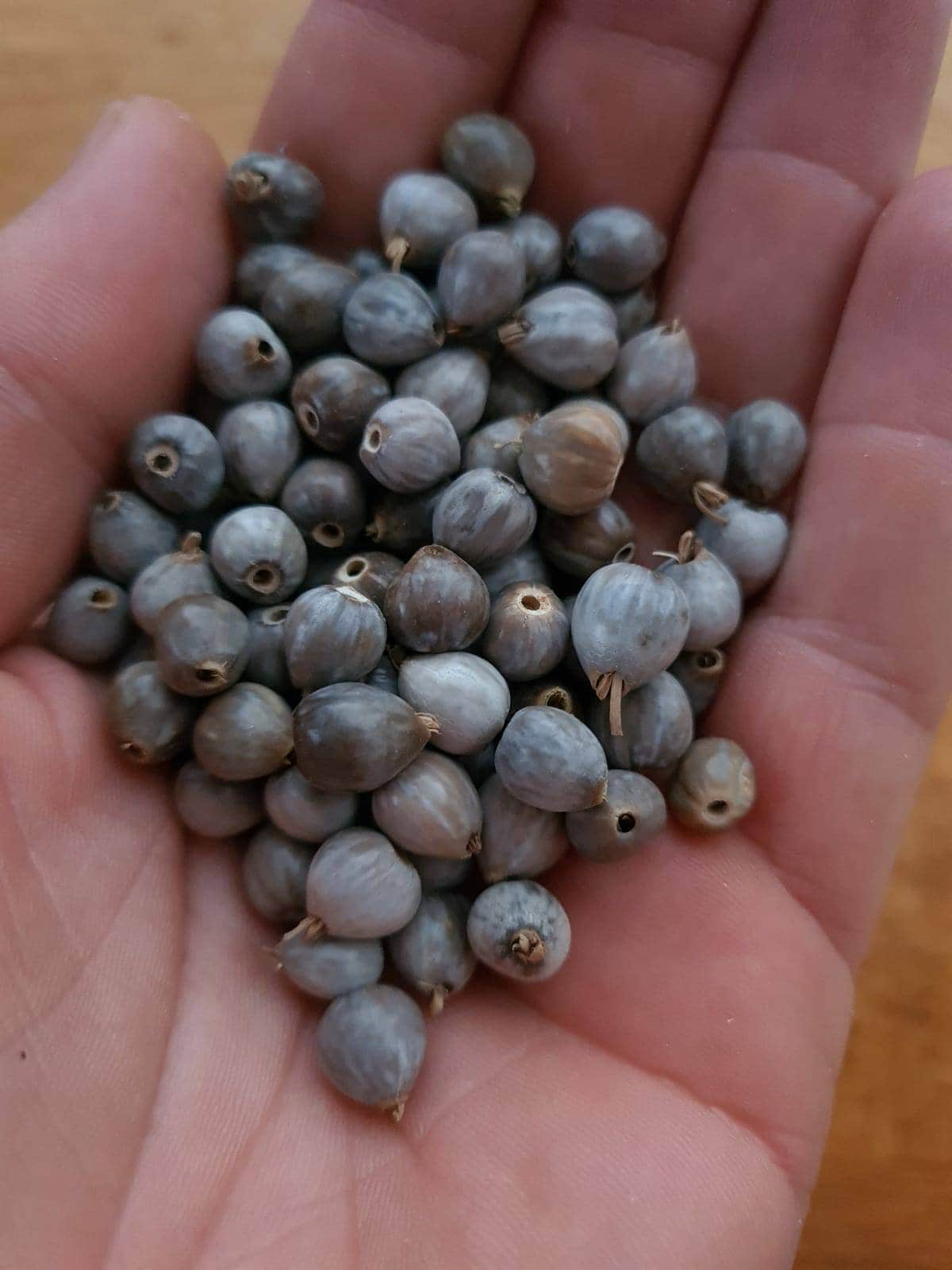 Jobs Tears Coix Lacryma Jobi Seeds Tears of Job Beads Adlay Natural ...