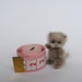 Little Fluffy Cat Crochet. Tiny Cute Kitten - a Unique Miniature for a ...